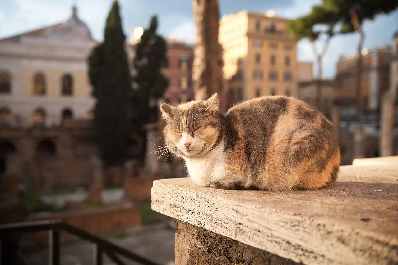 From Cats until Cesar’s Death: Largo Argentina | Yellowsquare